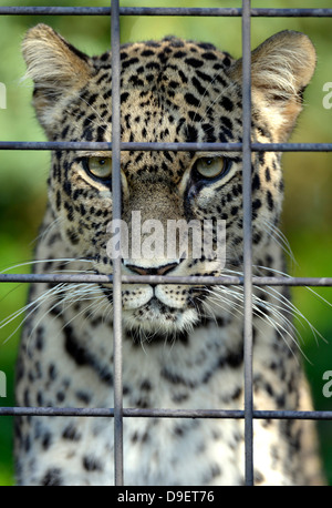 North-Persian leopard or Caucasus leopard, occurence the Near East ...