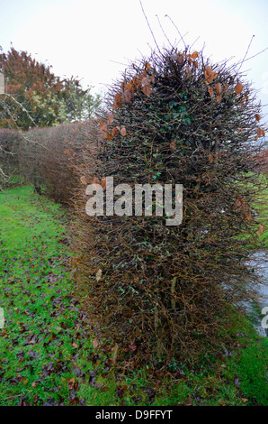 Hornbeam hedge in winter Stock Photo - Alamy