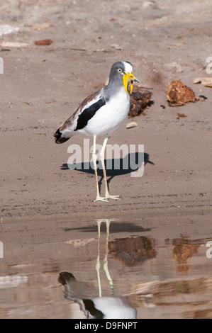 White-crowned Lapwing (Vanellus albiceps) in flight at sunrise, Lake ...
