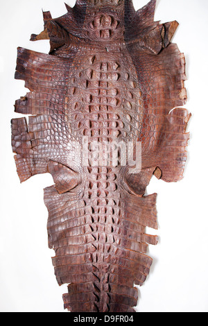 Crocodile back skin Stock Photo - Alamy