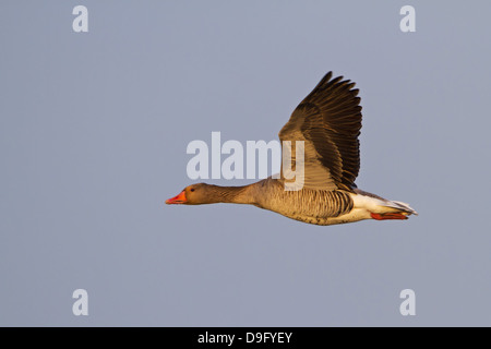 Graugans / Greylag goose / Anser anser Stock Photo - Alamy