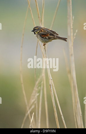 Dead Sea Sparrow, Moabsperling, Passer moabiticus Stock Photo - Alamy