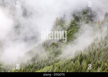 Fog-shrouded forest near Juneau, Southeast Alaska, USA Stock Photo - Alamy