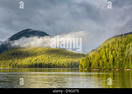 Fog-shrouded forest near Juneau, Southeast Alaska, USA Stock Photo - Alamy