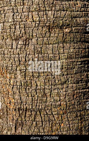 Cortex of a palm tree background Stock Photo - Alamy