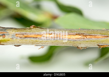 Cicada macro image on tree branch with leaves Stock Photo - Alamy