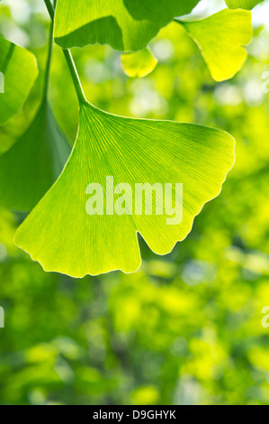 Close up of green leaf Ginkgo on a Ginkgo Biloba little tree. Macro ...
