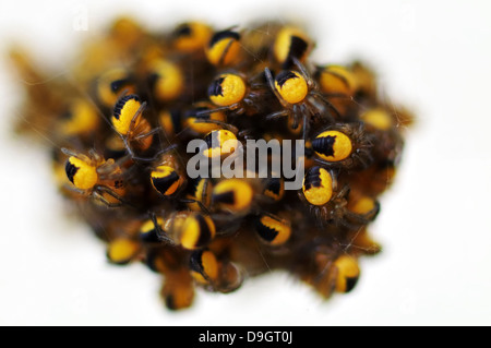Cluster of European garden spider (Araneus diadematus) spiderlings a ...