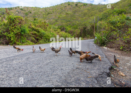 Chickens in the road on the Caribbean Island of St John in the US ...