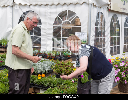 Man choosing bedding plants to buy at family run Newman's Garden centre ...