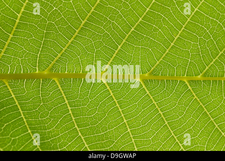 leaf close-up structure sheet grooves sheet fibers three Stock Photo ...