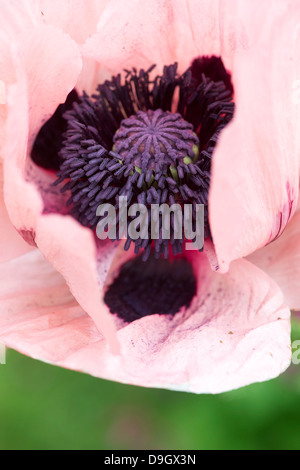 Papaver Orientale, 'Carneum'. Oriental poppy Stock Photo - Alamy