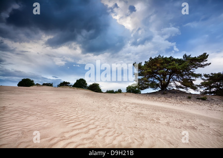Pine tree and sand texture at windy stormy weather, Appelscha ...