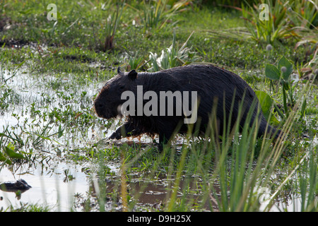 Capybara males. Capybara is largest rodent is the size and weight of ...