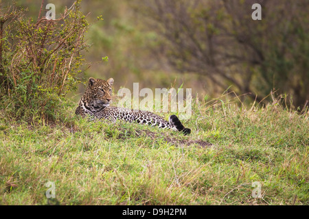 Leopard at Talek River, Masai Mara, Kenya Stock Photo - Alamy