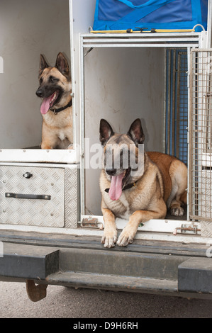 Police dog accommodation metal kenneling inside police van Stock Photo ...