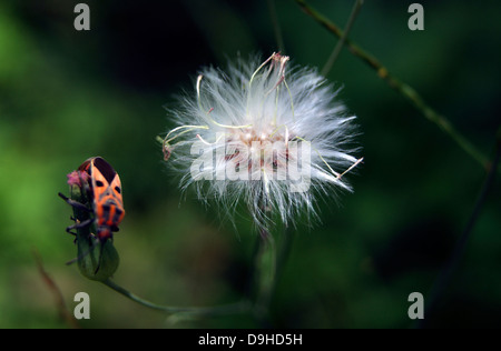 Emilia sonchifolia or lilac tasselflower or muyal cheviyan flower on ...