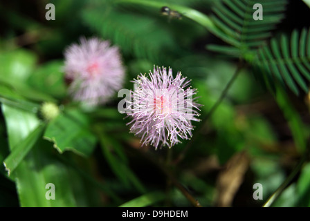 Emilia sonchifolia or lilac tasselflower or muyal cheviyan flower on ...