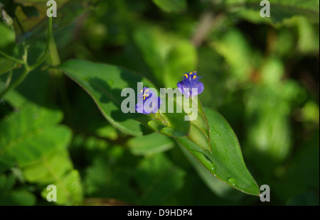 Symmetrical Violet flowers in Green Leafy Background.Nature symmetry ...