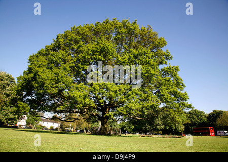 Oak tree on Ealing Common, Ealing, London, UK Stock Photo - Alamy