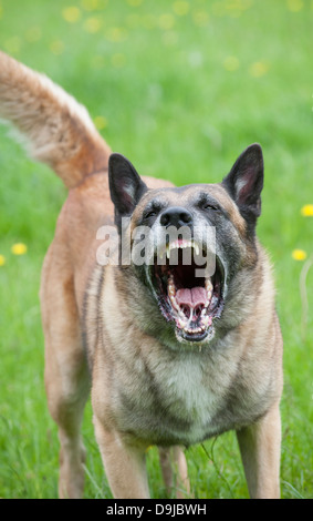 Aggressive dog barking showing teeth moving Stock Photo - Alamy