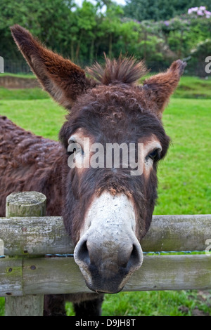 Donkey looking over fence Stock Photo - Alamy