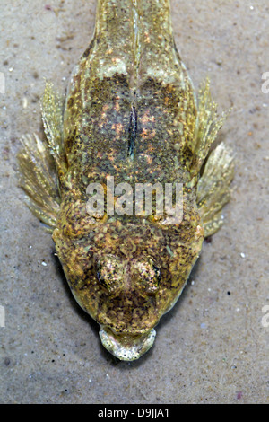 pogge, hooknose, hook-nose, armed bullhead (Agonus cataphractus Stock ...