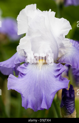 Iris 'Lark Rise' Stock Photo - Alamy