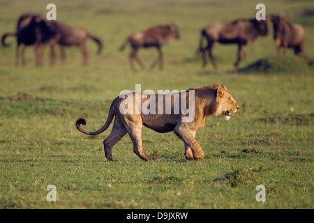 Lion chasing a wildebeest herd, Masai Mara, Kenya Stock Photo - Alamy