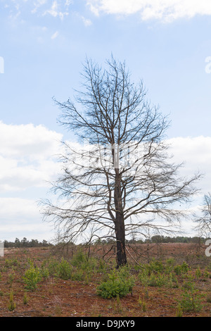 Dead tree skeleton following heath fire at Frensham Little Pond, Surrey ...