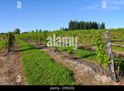 Rows and vines of raspberry field near Sandy Oregon Stock Photo - Alamy