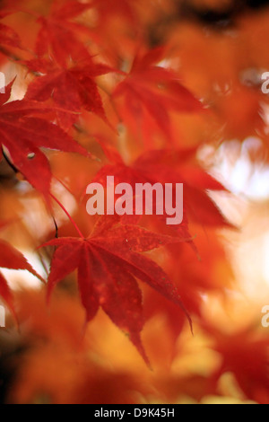 Autumn leaf maple, oak, poplar seamless pattern on white background ...