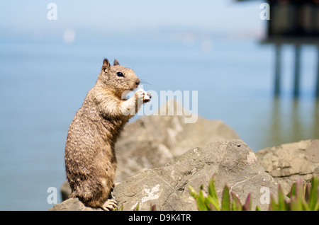 A squirrel eating bread crumbs at the marina Stock Photo - Alamy