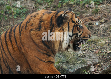 alert Indian Tiger Stock Photo - Alamy