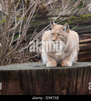 Northern Lynx (Lynx lynx Stock Photo - Alamy