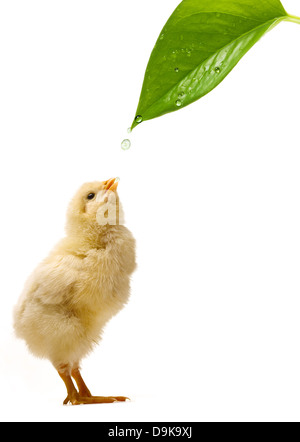 Cute baby chick drinking water out of the watering whole Stock Photo ...