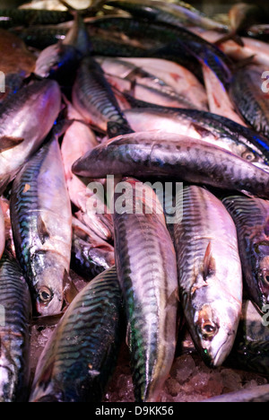 fish mackerel fresh farmers market Stock Photo - Alamy