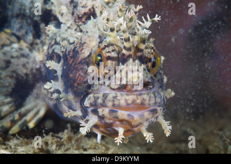 Chirolophis saitone, prickleback fish, Sea of Japan Stock Photo - Alamy