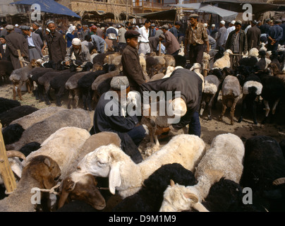 tethered sheep Sunday market Kashgar Xinjiang China Stock Photo - Alamy