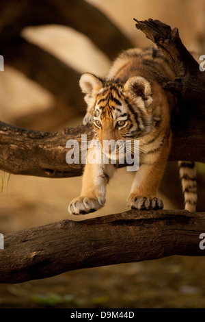 Climbing Tiger Cub Stock Photo - Alamy