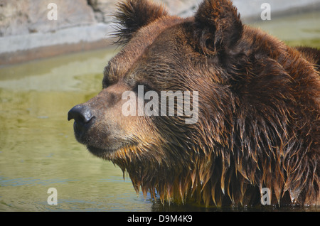 A Brown Bear in the Animals Asia rescue centre near Chengdu, China ...
