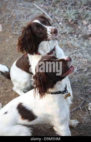Two cute liver and white working type english springer spaniel family ...