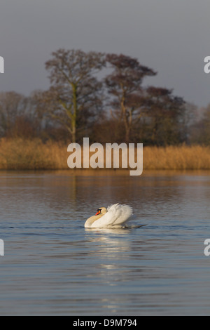 Adult mute swans swimming across the River Crouch from South Woodham ...
