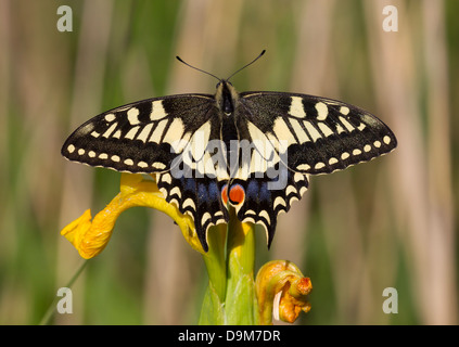 Swallowtail Butterfly (Papilio machaon) forewing. Papilionidae. Crete ...