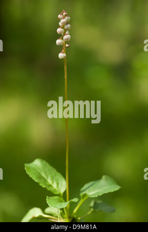 Pyrola rotundifolia L Pyrola rotundifolia L Stock Photo - Alamy