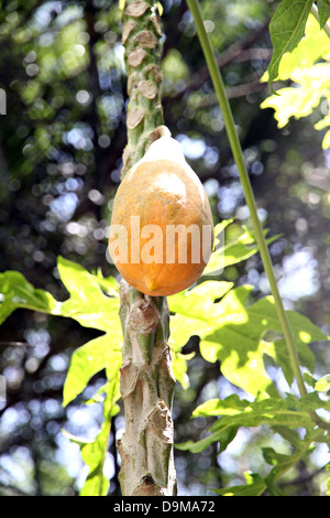 The Ripe Papaya fruit on the tree Stock Photo - Alamy