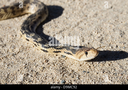 Close-up of Small snake on green leaf , Common Wolf Snake Stock Photo ...