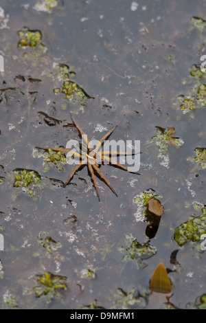 Raft or swamp spider Stock Photo - Alamy