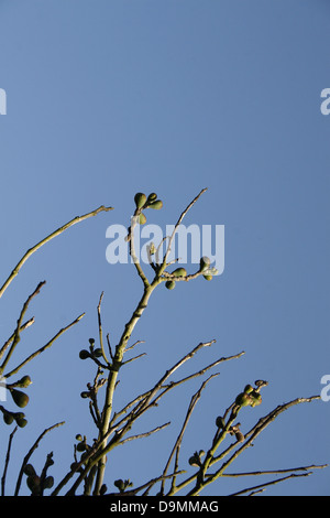 Blue figs (Ficus carica Stock Photo - Alamy