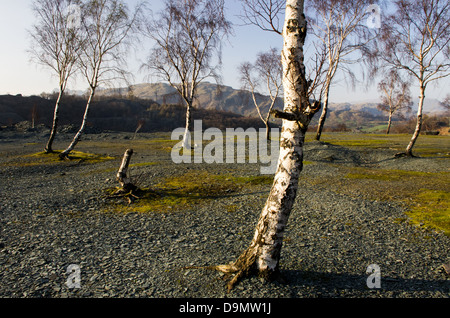 Trees in a slate mine Stock Photo - Alamy